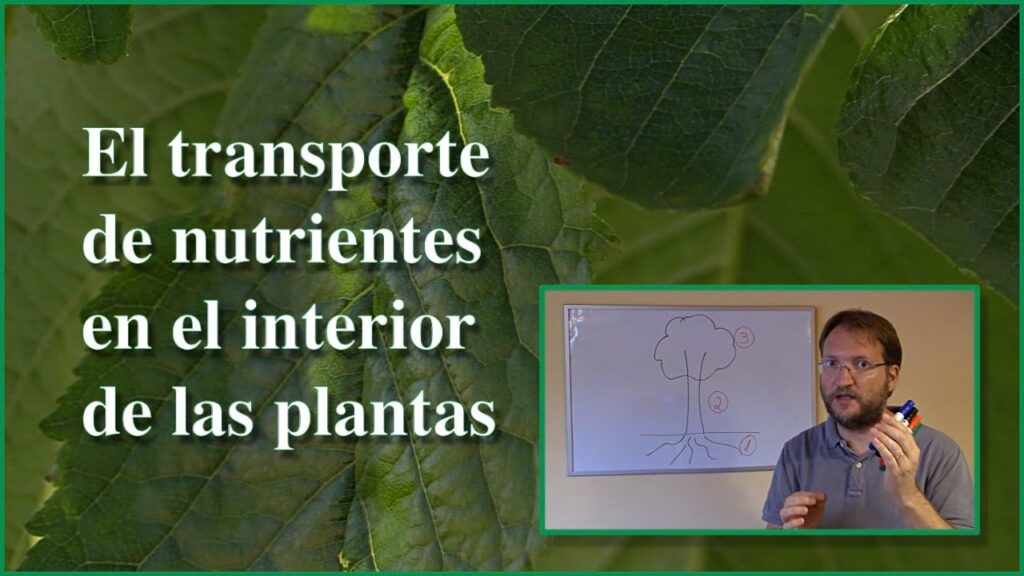 Aumenta la eficiencia nutricional de tus plantas: Descubre cómo mejorar ... Aumenta la eficiencia nutricional de tus plantas: Descubre cómo mejorar ...